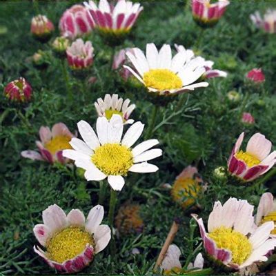pyrethrum plant