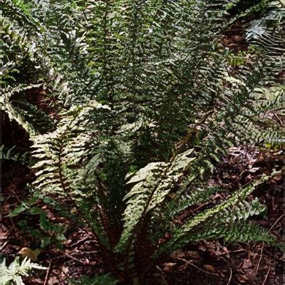 dryopteris x complexa