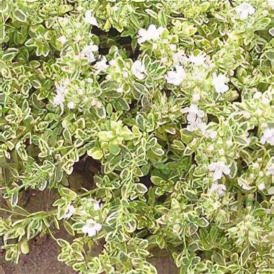 camphor thyme
