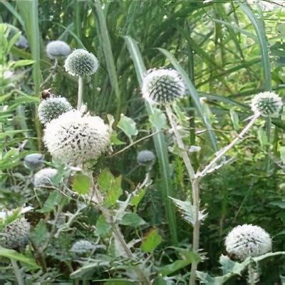 white echinops