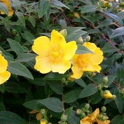 hypericum 'rowallane'