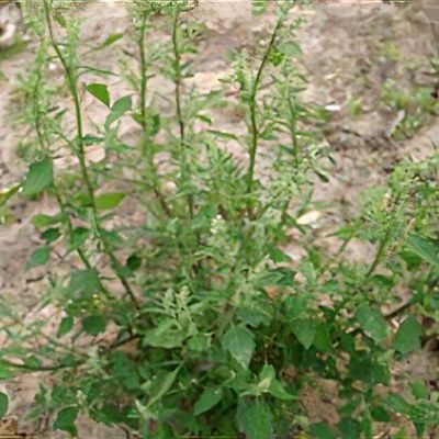 chenopodium uk