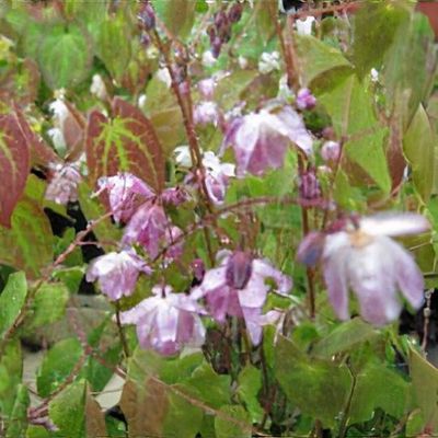 epimedium pubigerum