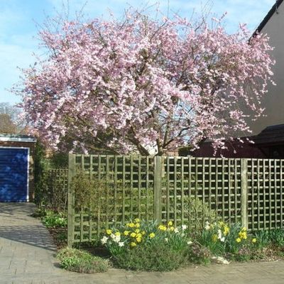 prunus accolade winter