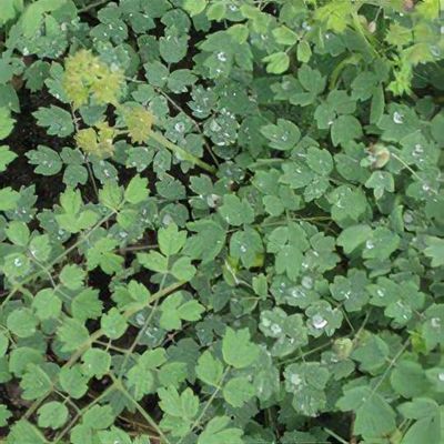 thalictrum diffusiflorum