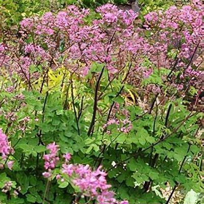 thalictrum decorum