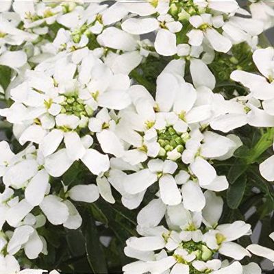 iberis semperflorens