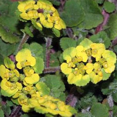 Chrysosplenium davidianum