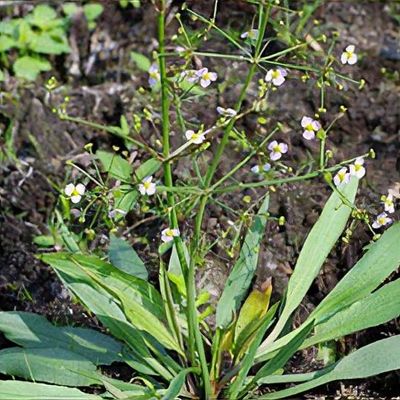 alisma parviflora