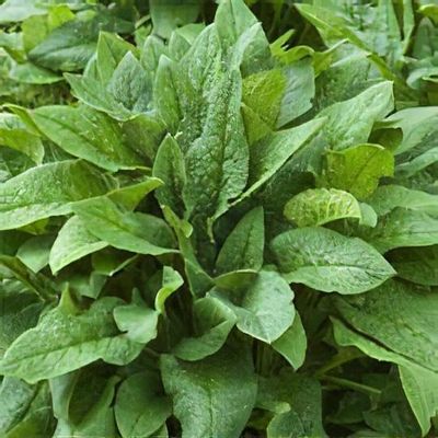 symphytum uplandicum