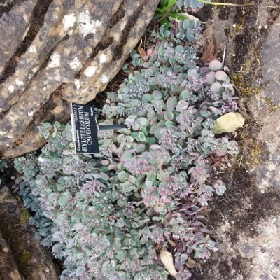 sedum ruby glow hybrid