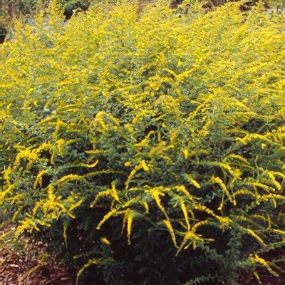 solidago lemore