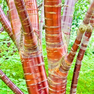 prunus red bark