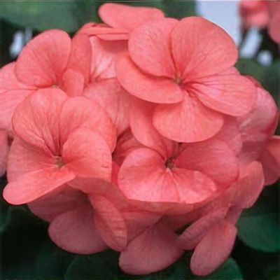 geraniums coral