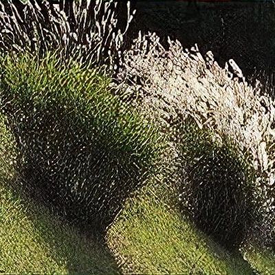 miscanthus starlight