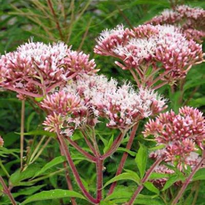 eupatorium cannabinum