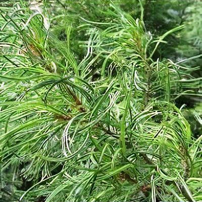 pinus strobus contorta