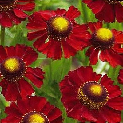 Helenium 'Ruby Tuesday'