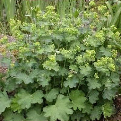 Alchemilla epipsila