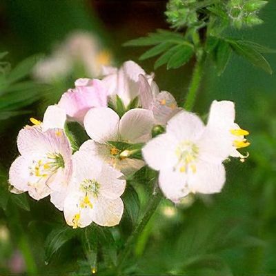 polemonium pink