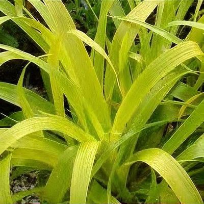 luzula sylvatica starmaker