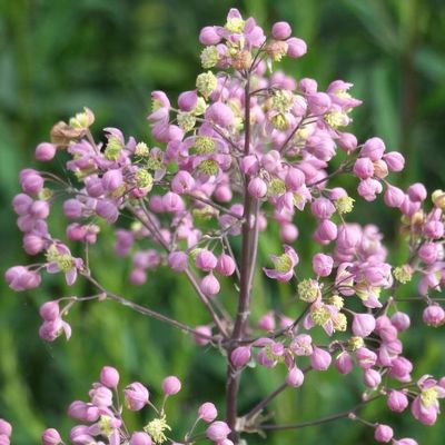 thalictrum decorum