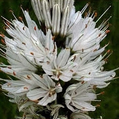 white asphodel