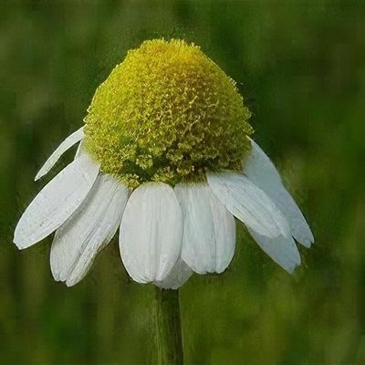 anthemis flower