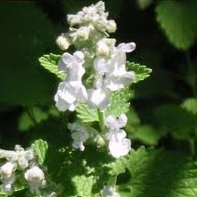 nepeta snowflake