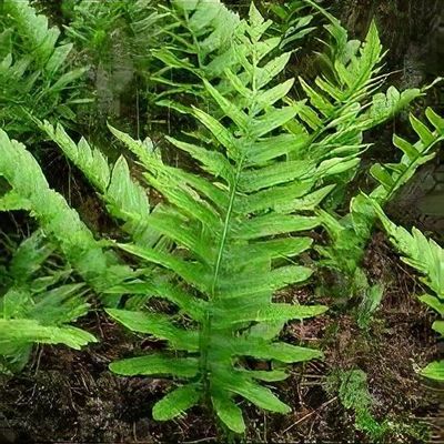 polypodium interjectum