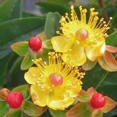 hypericum inodorum elstead