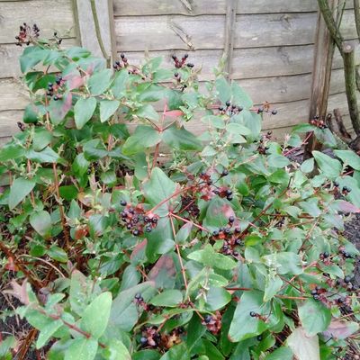 hypericum androsaemum pruning
