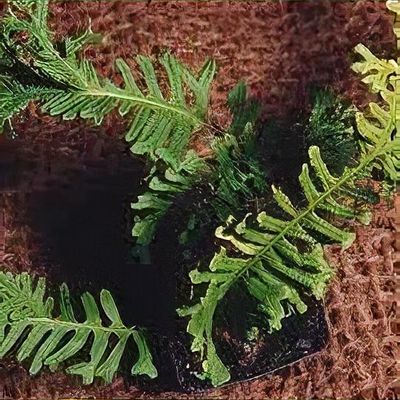 polypodium interjectum cornubiense