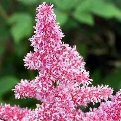 astilbe bonn