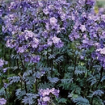 nepeta andre chaudron