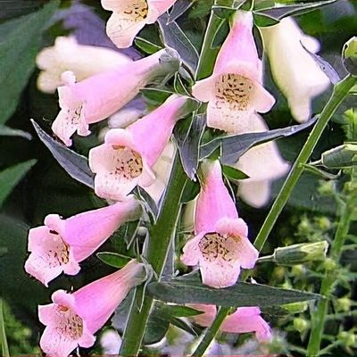digitalis snow thimble