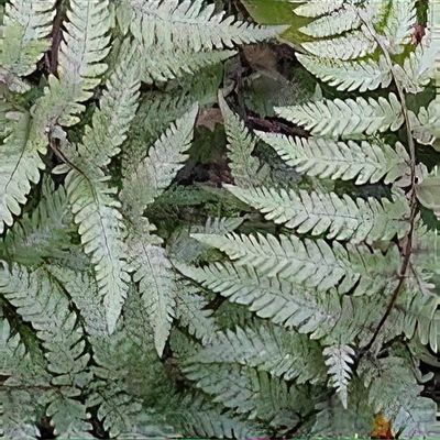 athyrium ursula red