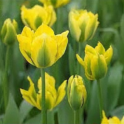Tulipa 'Yellow Spring Green'
