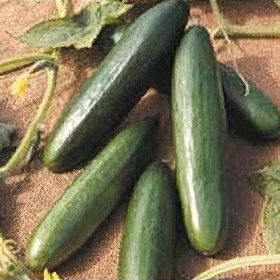 Cucumis sativus 'La Diva'