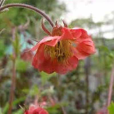 Geum rivale 'Leonard's Variety'