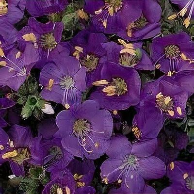 polemonium bressingham purple problems