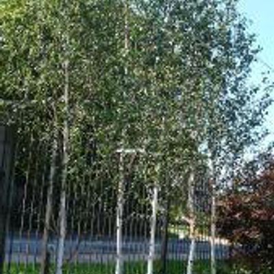 birch silver shadow