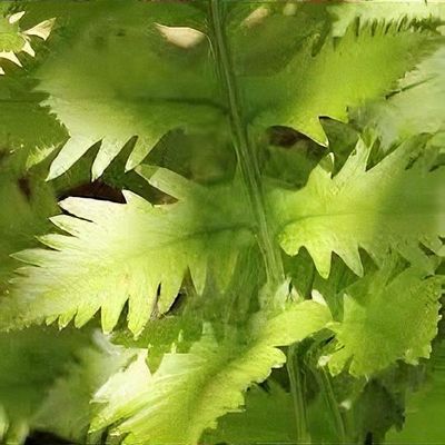 polypodium interjectum cornubiense