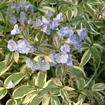 polemonium pink