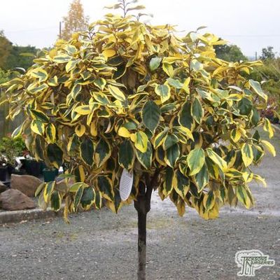 elaeagnus ebbingei tree