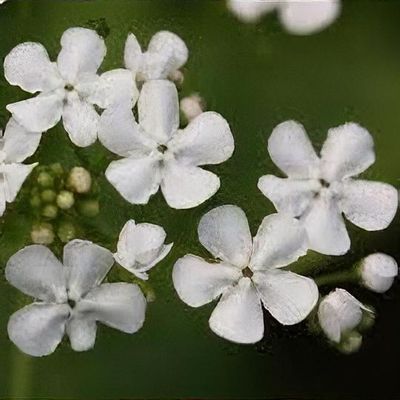 Brunnera macrophylla 'Betty Bowring'
