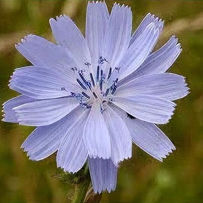 spiny chicory