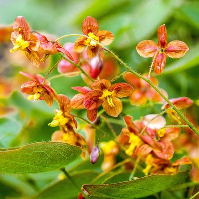 epimedium warleyense