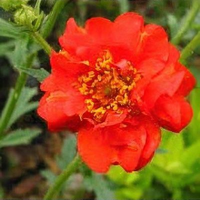 avens red dragon