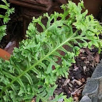 polypodium interjectum cornubiense